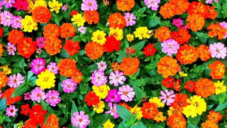 Nama Nama Bunga A-H beserta Gambarnya - De Orchids