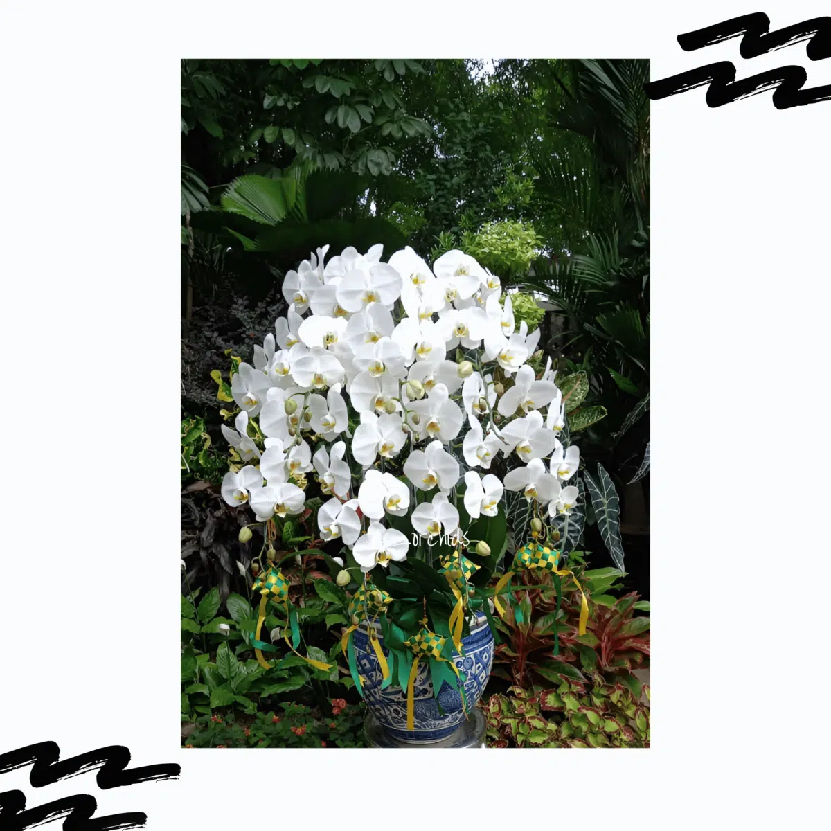 Anggrek bulan Hampers Lebaran 8 Pohon Warna Putih - De Orchids