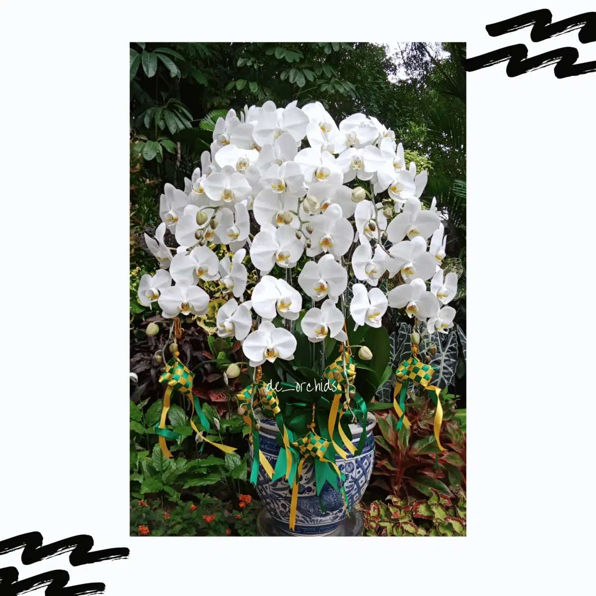 Anggrek bulan Hampers Lebaran 8 Pohon Warna Putih - De Orchids