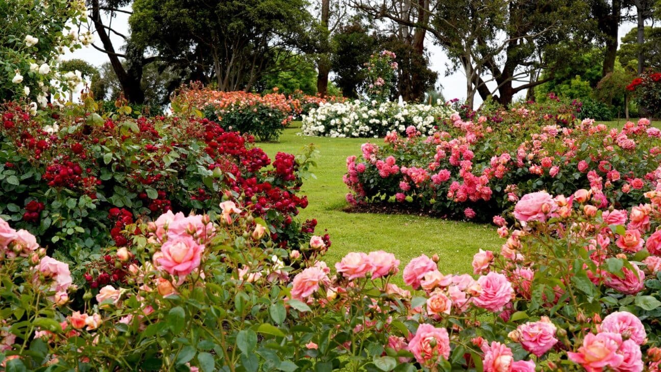 Bunga Hias Populer untuk Taman Minimalis - De Orchids