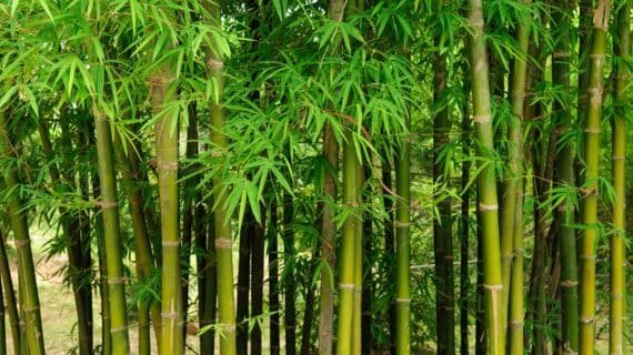 10 Jenis-Jenis Bambu: Keunikan dan Manfaatnya - De Orchids
