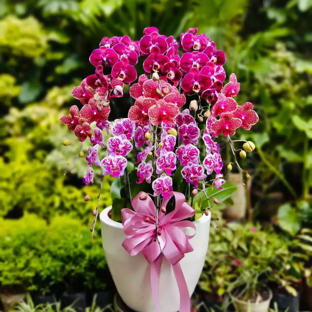 Anggrek Bulan - De Orchids