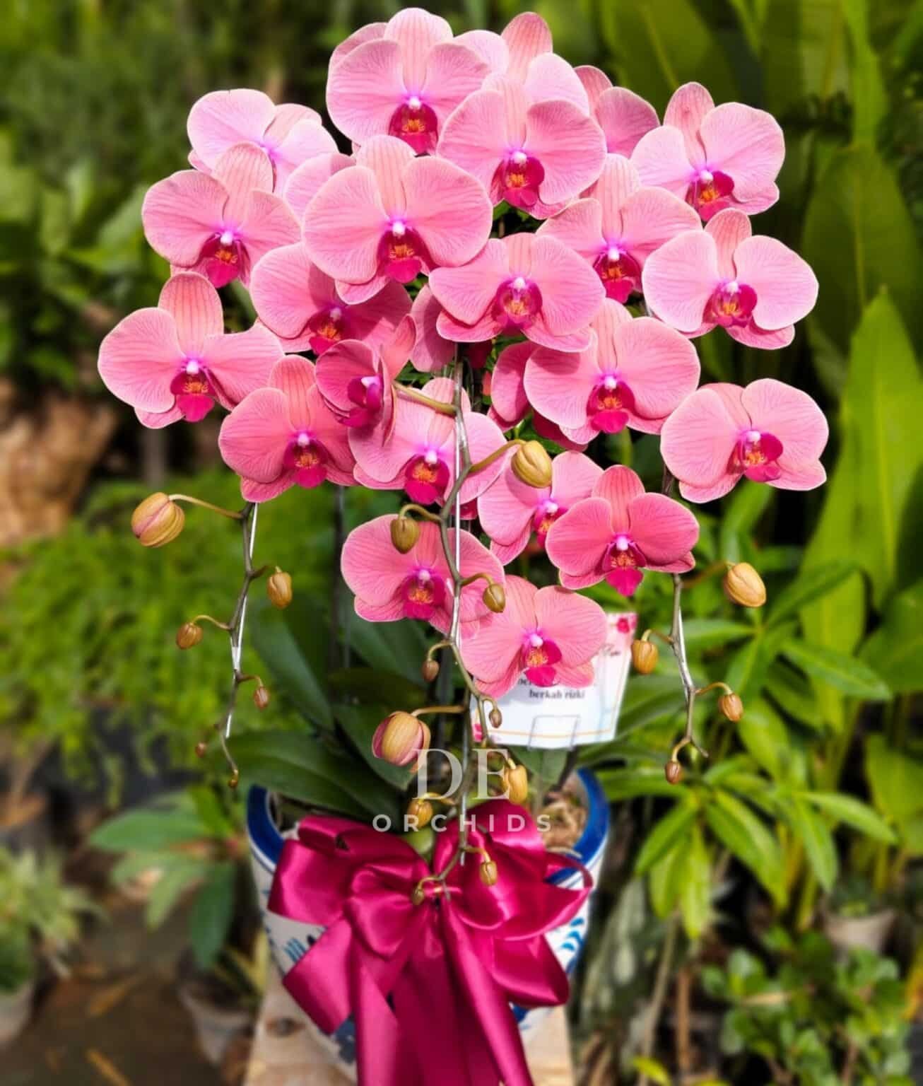 Mengenal Anggrek Cattleya: Si Ratu Anggrek yang Elegan - De Orchids