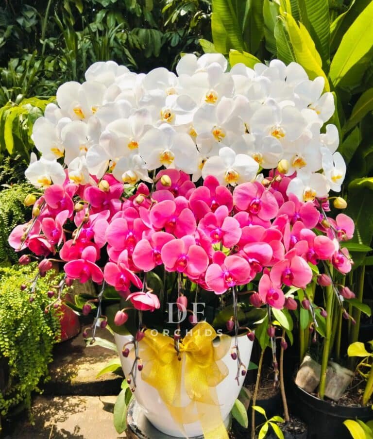 Mengenal Anggrek Cattleya: Si Ratu Anggrek yang Elegan - De Orchids